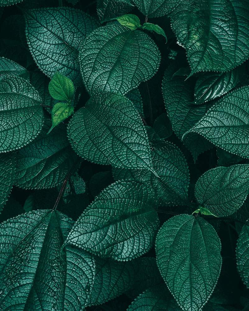 Conseils paysagiste pour aménager son jardin | SARL Muller Parcs et Jardins Conseils paysagiste pour aménager son jardin | SARL Muller Parcs et Jardins